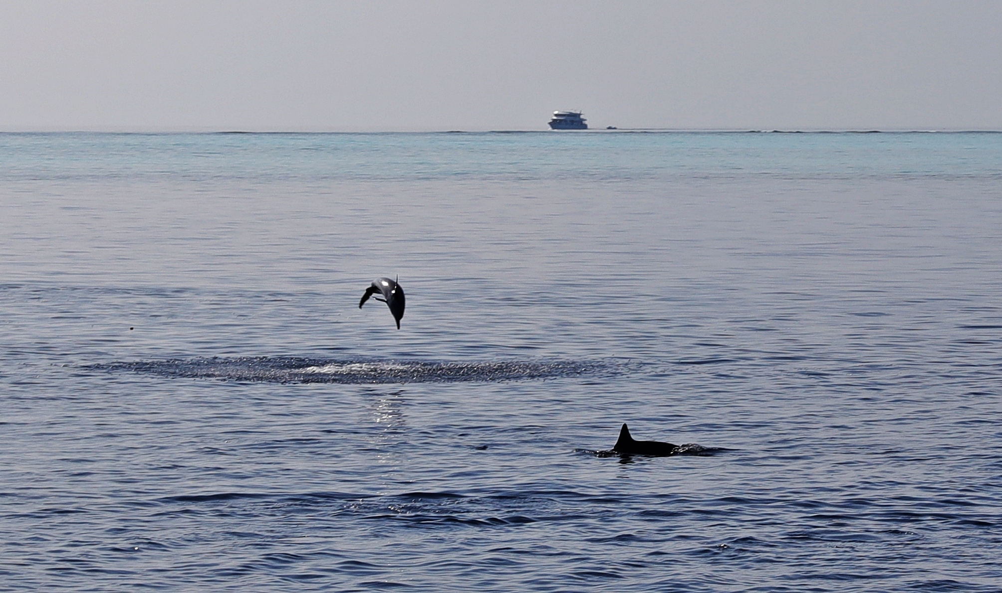 Gallery – Maldives – Monkey's Tale