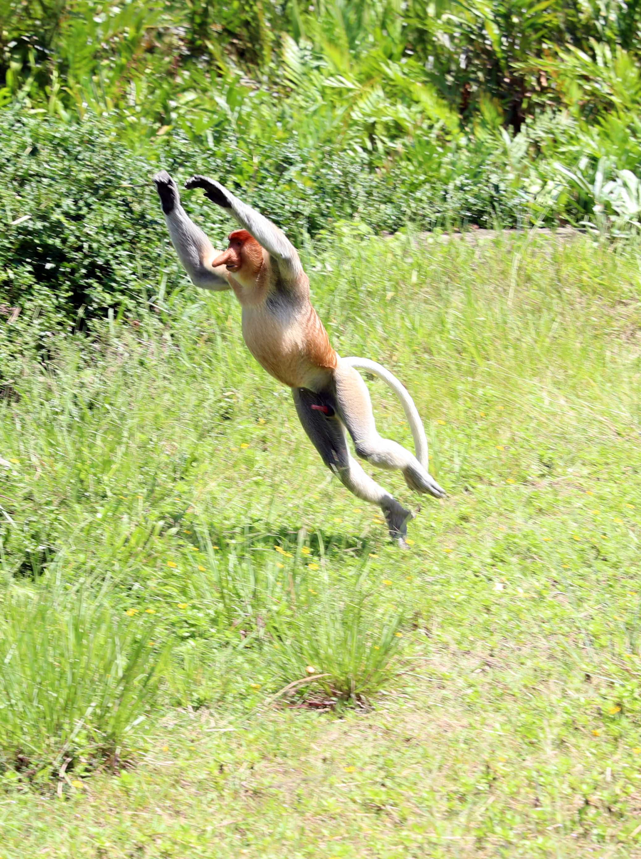 Sandakan, Borneo – Orangutans And Monkeys In The Jungle – Monkey's Tale