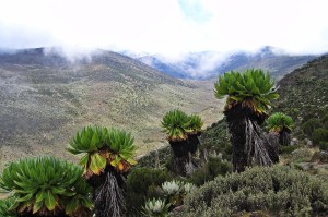 Climbing Mount Kenya – Monkey's Tale