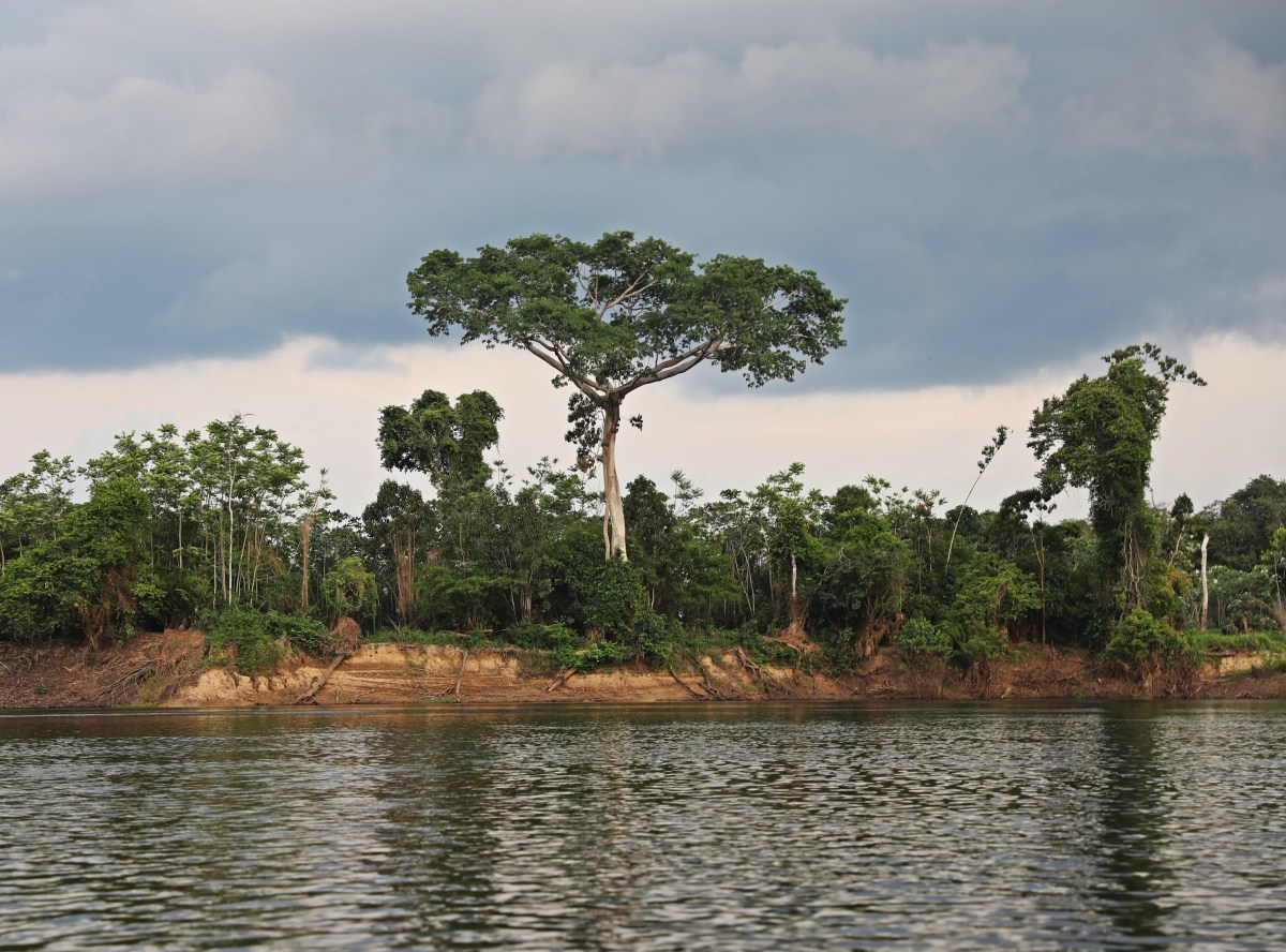 The Wonders Of Brazil’s Amazon Rainforest – Monkey's Tale